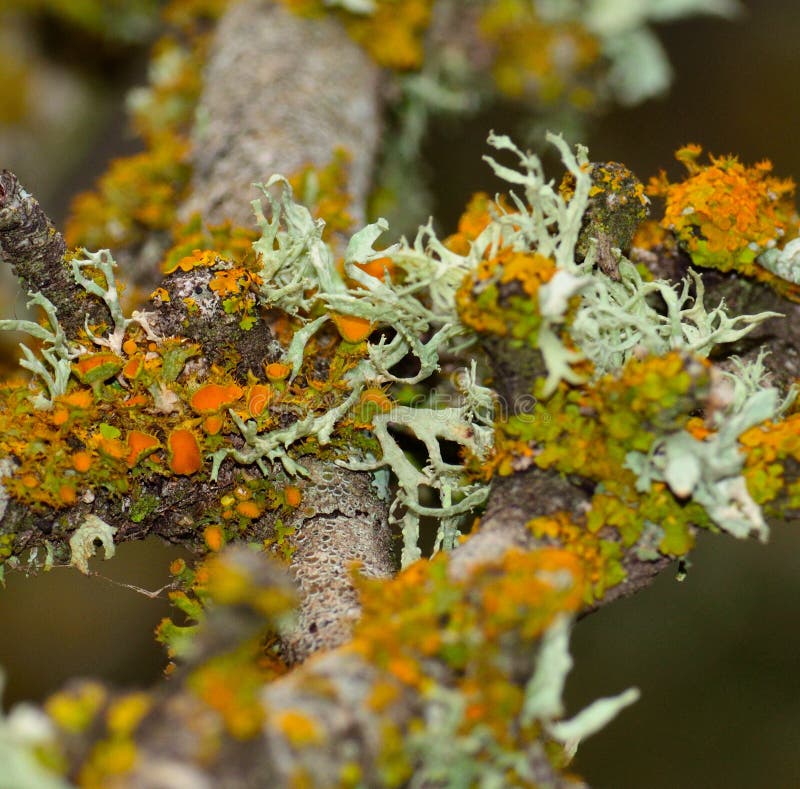 Tree Branch with Lichens of Colors Stock Photo - Image of ...