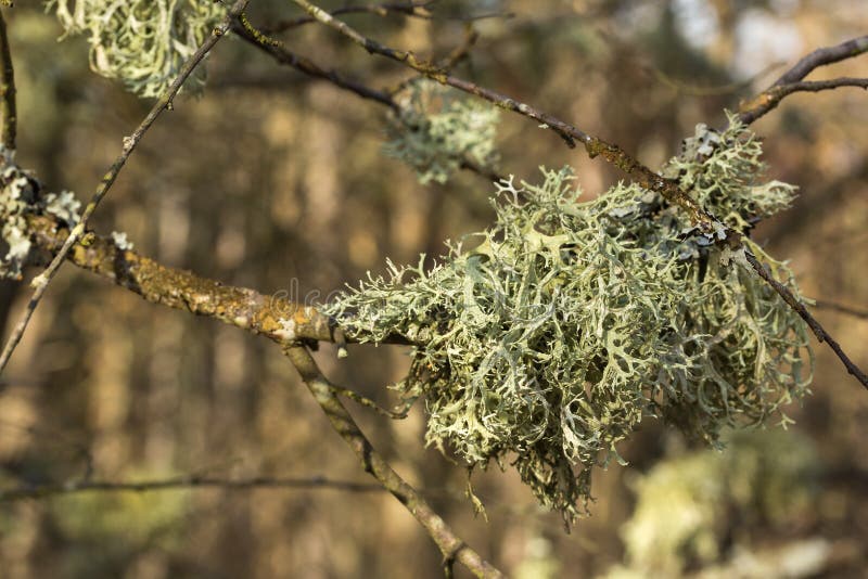 Lichens of Colors on Tree Branch Stock Image - Image of ecosystems ...
