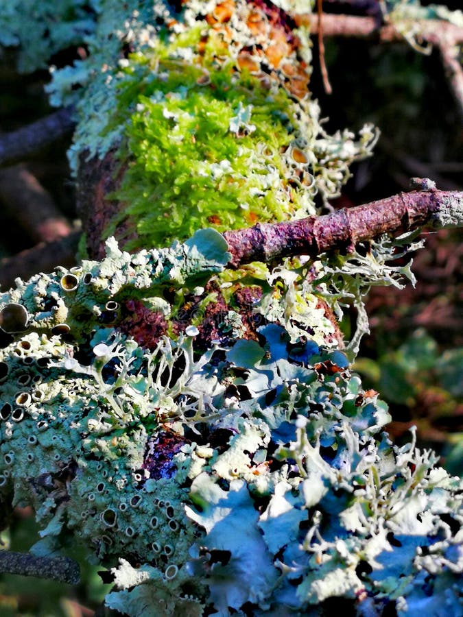Lichens stock image. Image of colourful, growth, garden - 94580539