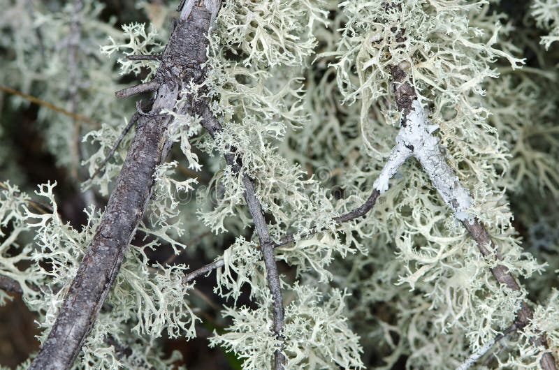 Lichens stock photo. Image of environment, branch, forest - 39016394