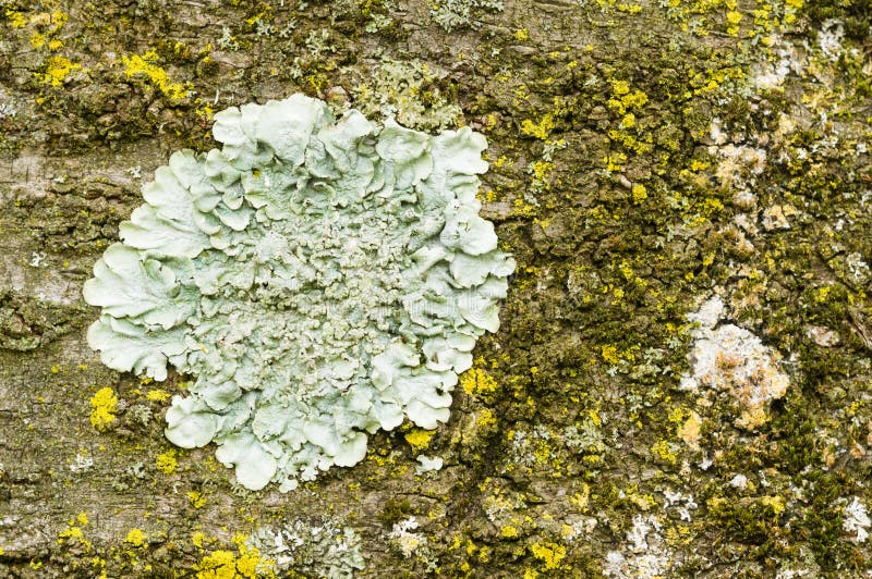 Lichens of Different Colors Stock Photo - Image of lichen, plant: 29400212
