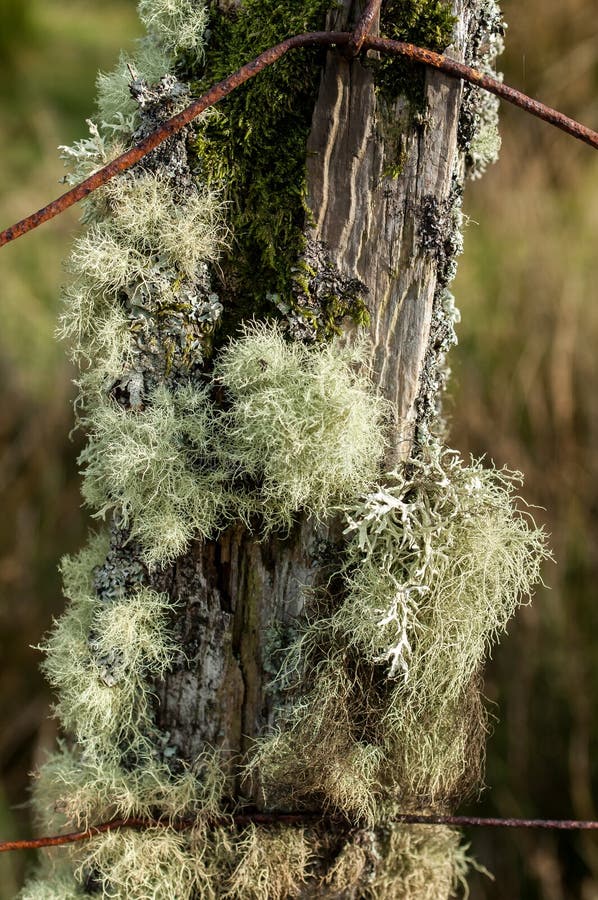 Fronded Lichens Stock Photos - Free & Royalty-Free Stock Photos from ...