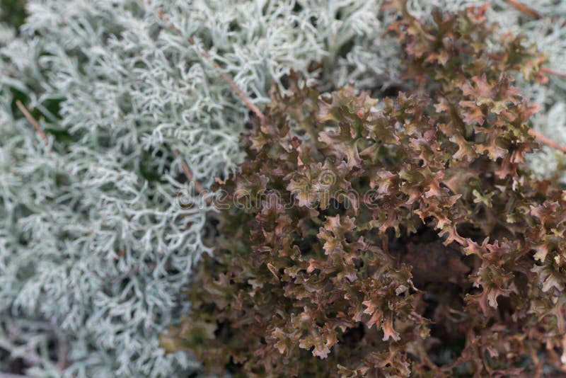 Lichens in Forest Macro Two Species Stock Photo - Image of bright ...