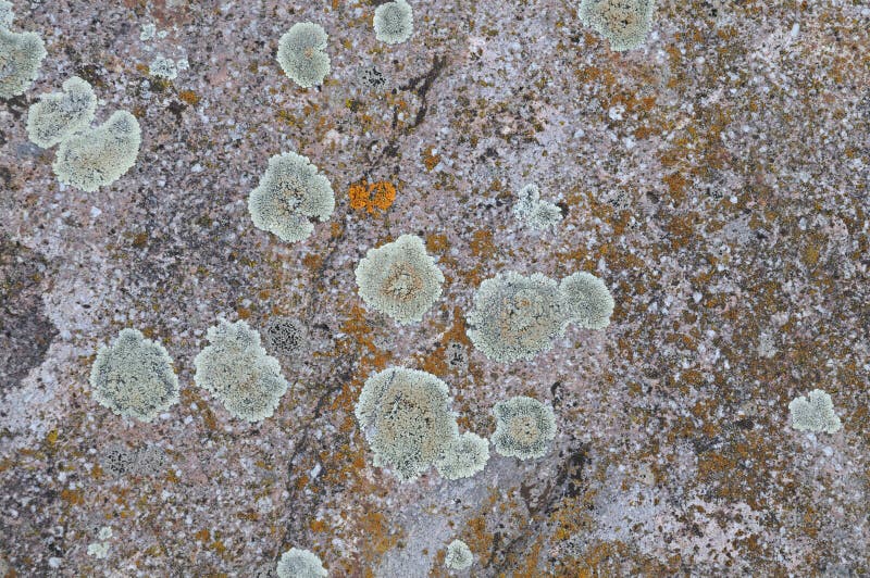Lichens on a granite rock stock image. Image of granite - 111433897 Lichens on a granite rock stock image. Image of granite - 111433897