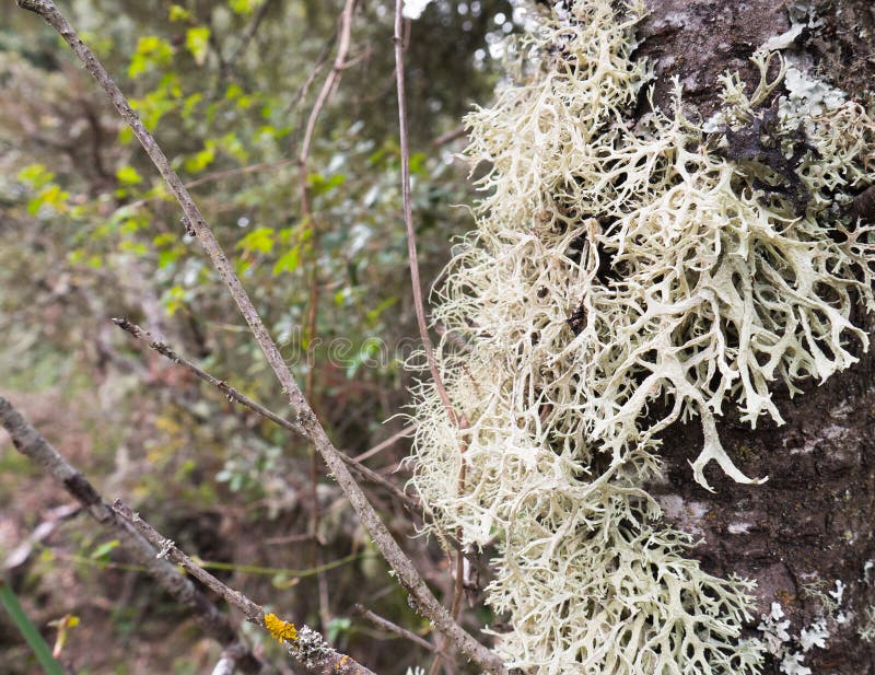 Lichens Growing on the Branches of Trees Stock Photo - Image of forest ...
