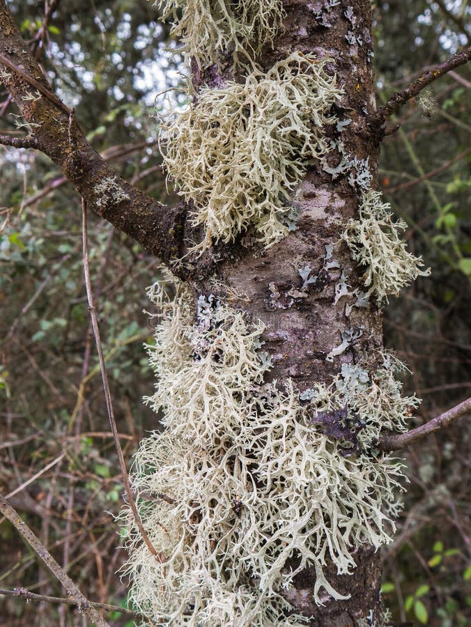 Lichens Growing on the Branches of Trees Stock Photo - Image of forest ...