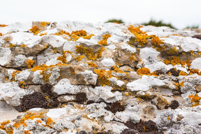 Lichens on limestone cliff stock image. Image of rocks - 44512543