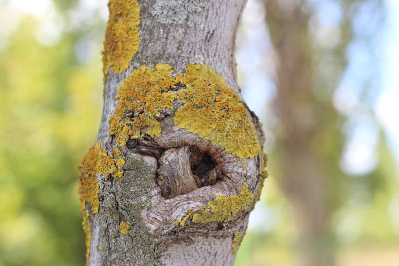 Lichens on maple tree bark stock photo. Image of collar - 76199496
