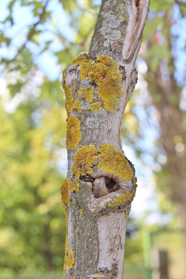 Lichens on Maple Tree Trunk Stock Photo - Image of crustose, trunk ...