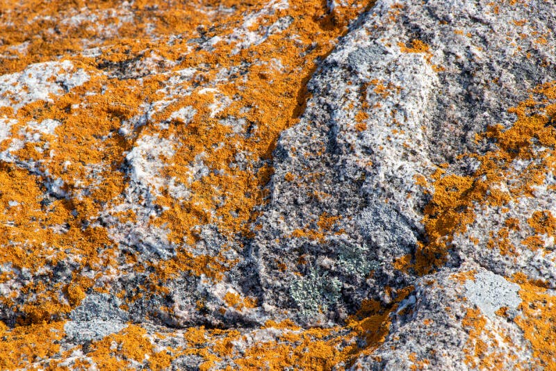 Orange Lichens on the Rocks Stock Photo - Image of rocks, lichens ...