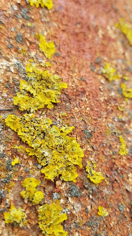 Lichens on rust stock photo. Image of antique, boat - 183856882