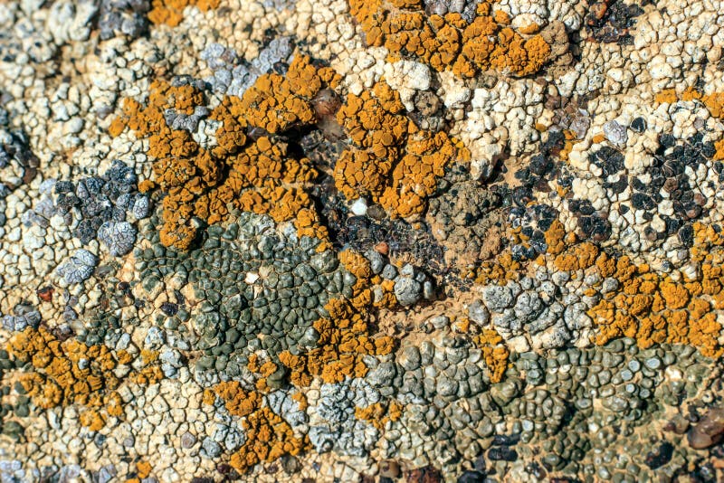 Lichens on a stone. stock photo. Image of lies, threaded - 89674820