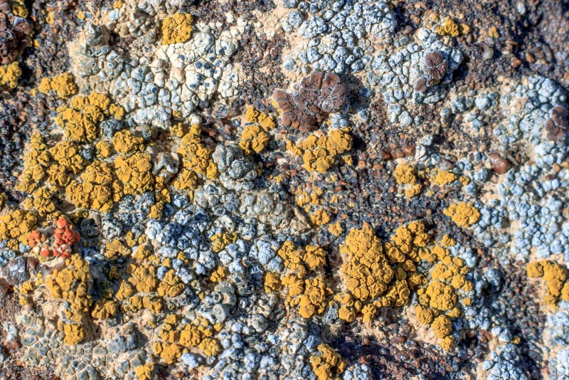 Lichens on a stone. stock image. Image of color, lichen - 89679247