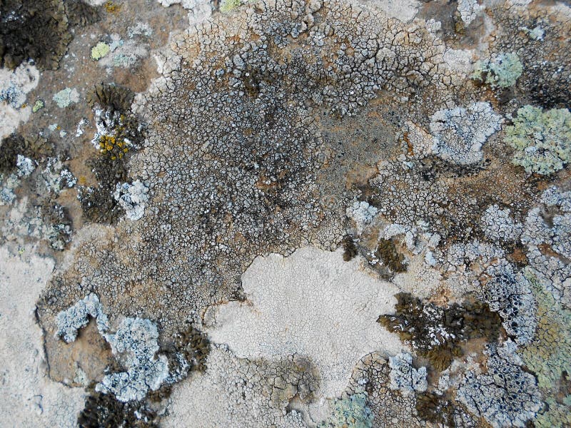 LICHENS on the STONE stock photo. Image of textured - 164119798