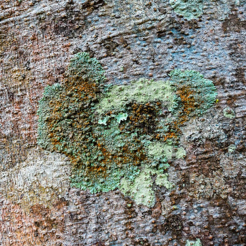 Lichens are Symbiotic Fungi Stock Image - Image of association, texture ...