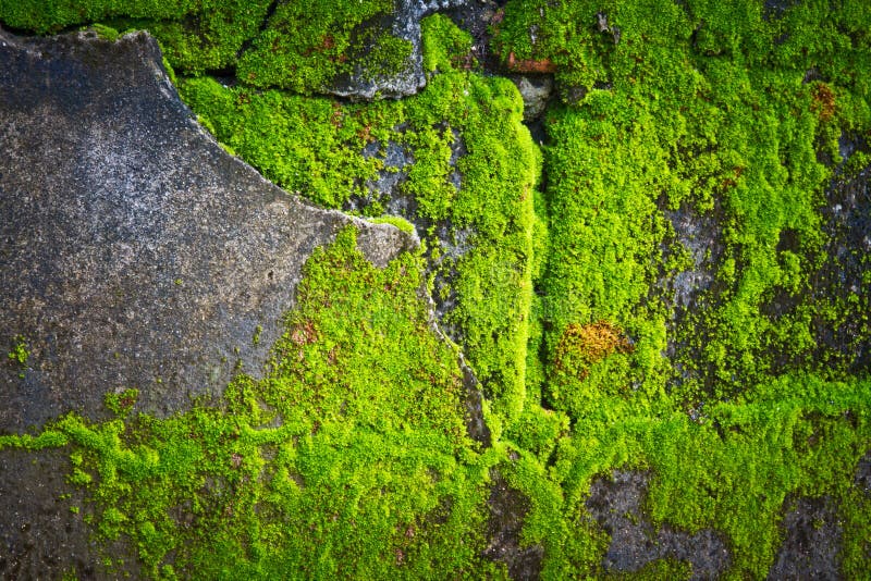 Lichens texture stock image. Image of fresh, close, environment - 16352865