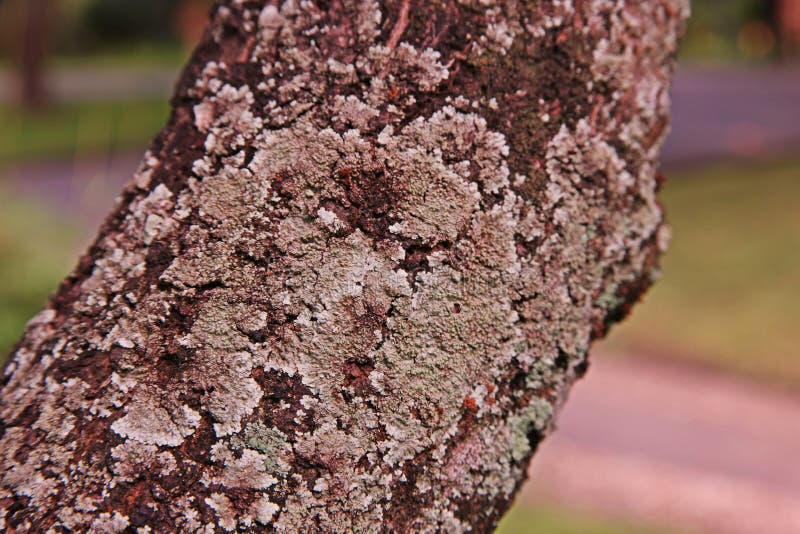Lichens on tree bark stock photo. Image of environment - 99732130