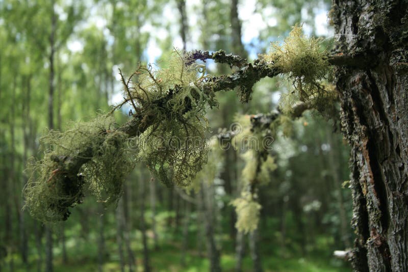 Lichens on Branches in the Woods Stock Image - Image of white, green ...