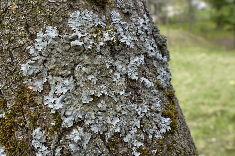 Lichens on a tree stock photo. Image of gray, environment - 147718684