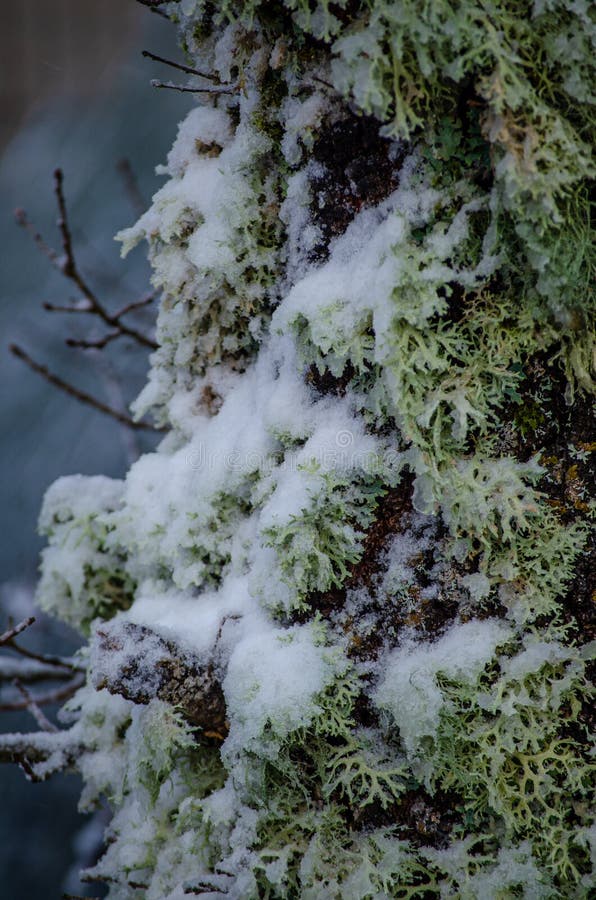 Lichens on the Trunk of a Snow Covered Oak Tree Stock Photo - Image of ... Lichens on the Trunk of a Snow Covered Oak Tree Stock Photo - Image of ...