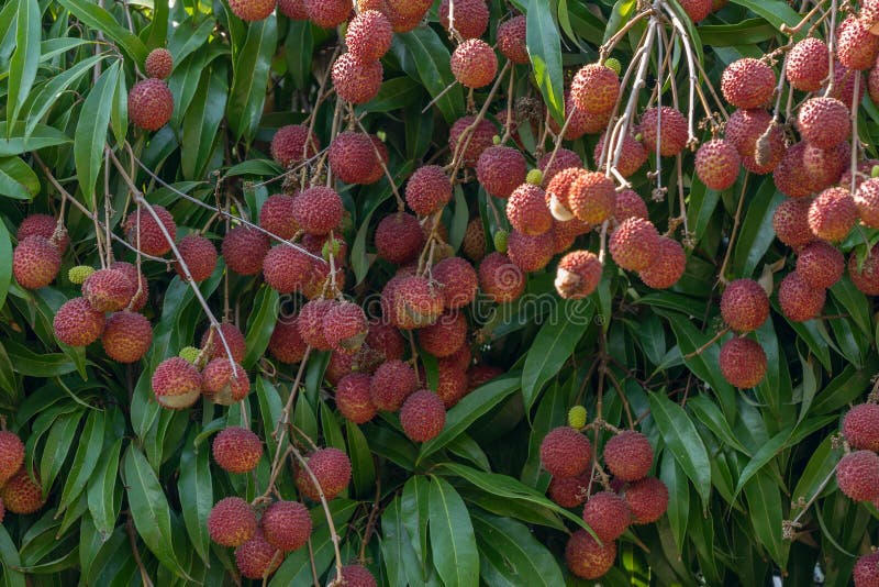 Lichi foto de archivo. Imagen de grupo, huerta, salud - 114699398