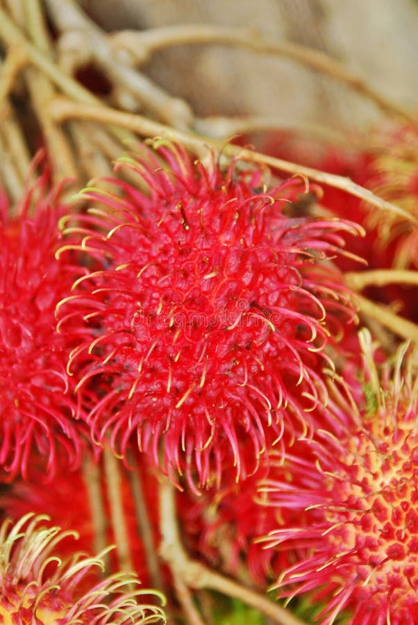 Lichi de Costa Rica 3 foto de archivo. Imagen de maduro - 25834266