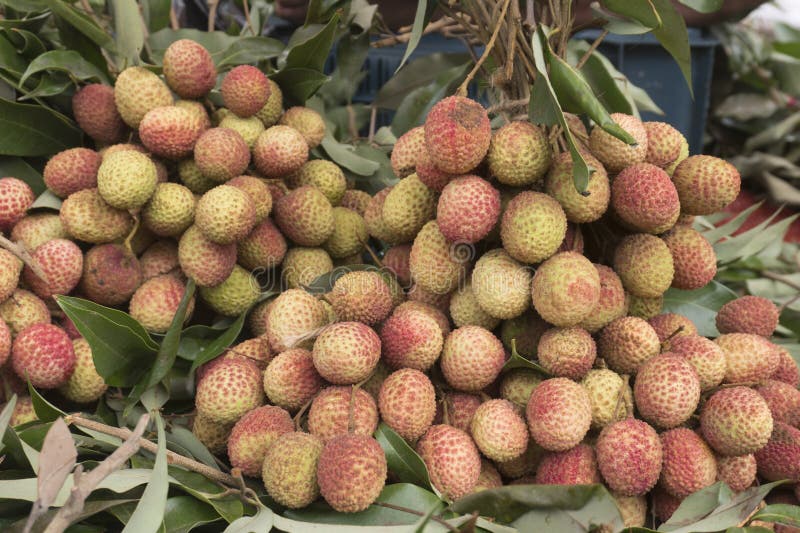 Lichi is a flavour fruit stock photo. Image of crop - 247502416