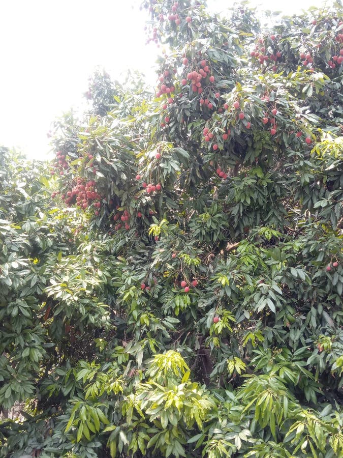 Lichi stock image. Image of tree, lichi, green, sweet - 149650645