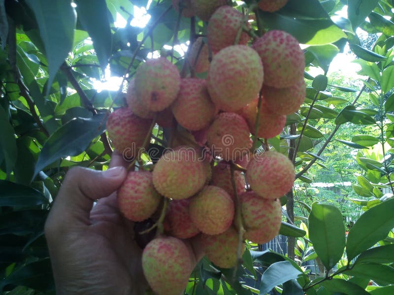 Lichi stock image. Image of ripelichi, sweetlichi, lichi - 137207597