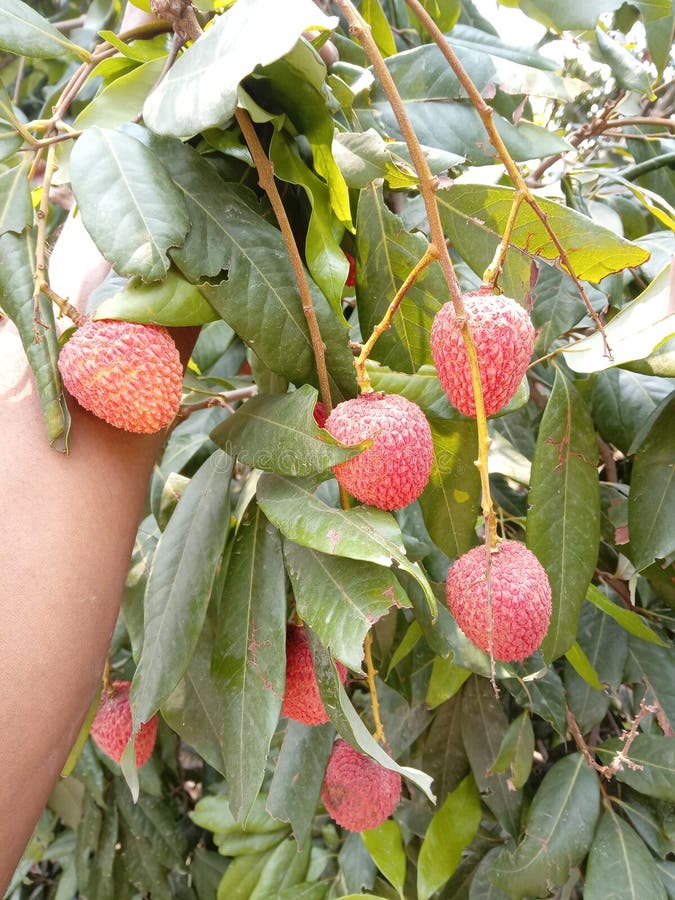 Lichi stock photo. Image of tasty, litchi, ripe, lychee - 17609822