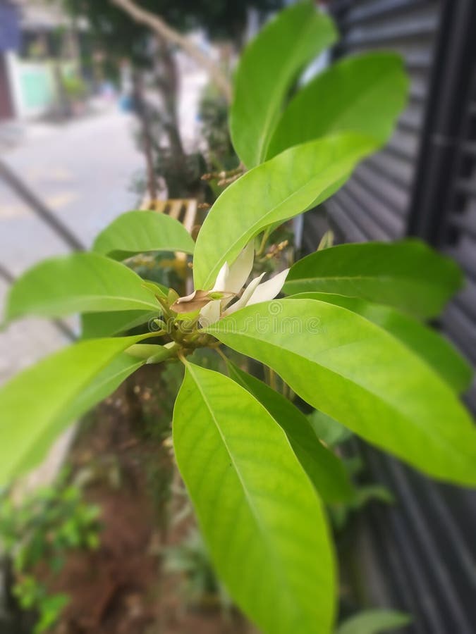 Endemic Indonesian Fruit of Ciplukan Stock Photo - Image of ciplukan ...
