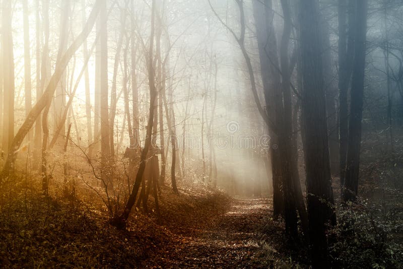 Eng Bos Met Mist Op Halloween Stock Foto - Image of achtervolgd ...