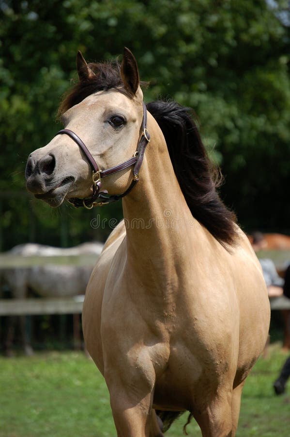 Lichtbruin paard stock afbeelding. Image of nadruk, huisdier - 19940375