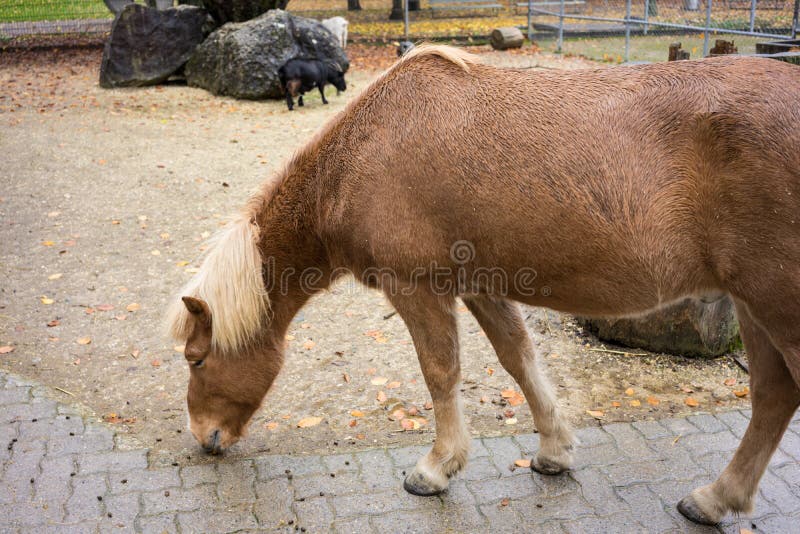 Lichtbruin Paard in Paardschuur Stock Afbeelding - Image of koraal ...