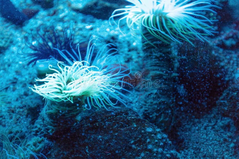 Lichtgevende algen stock afbeelding. Image of fauna, koraal - 50808263