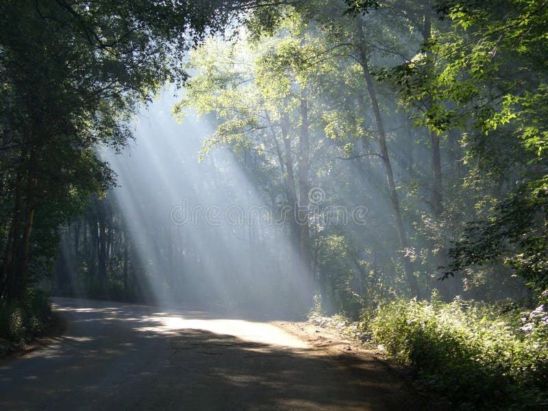 Lichtstrahlen in Einem Wald Stockbild - Bild von sonnenstrahl, szenen ...