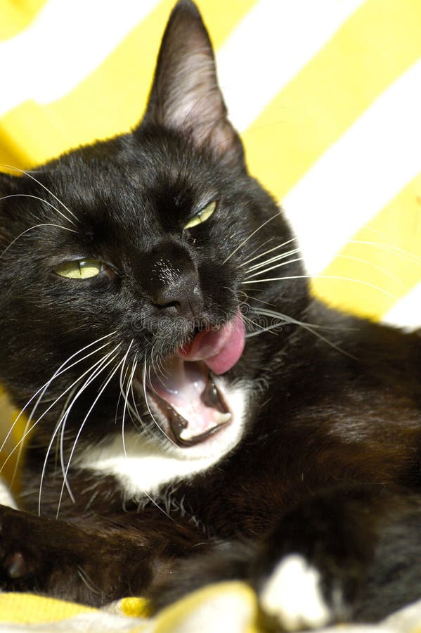 Licking cat stock image. Image of lazy, cats, mouth, teeth - 62577