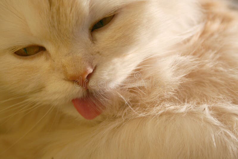 Licking Fur Big Fluffy Beautiful Cat Picture. Image: 4339225