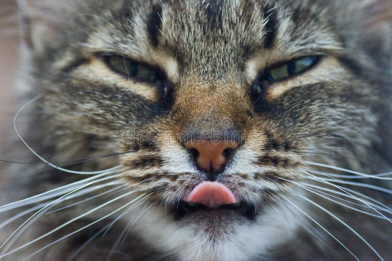 Licking their chops stock image. Image of river, corse - 43218015