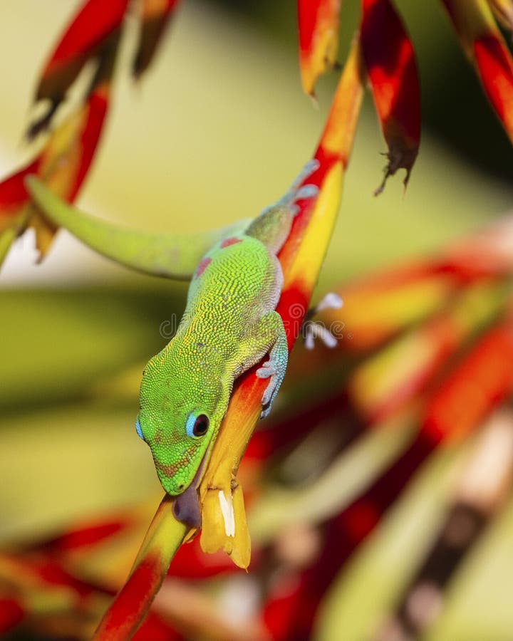 Licor de polvo de oro foto de archivo. Imagen de lamedura - 157776730