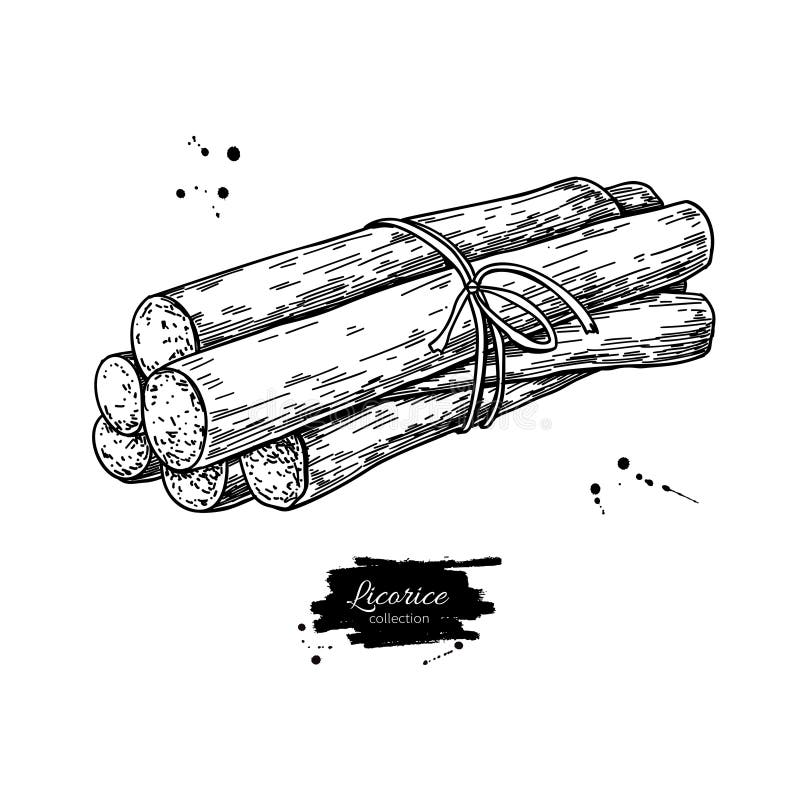 Licorice Root Bunch. Vector Drawing. Botanical Illustration Stock ...