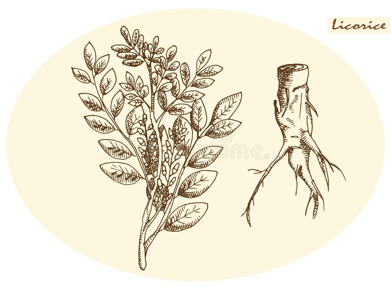 Licorice Root Flower Stock Illustrations – 267 Licorice Root Flower ...