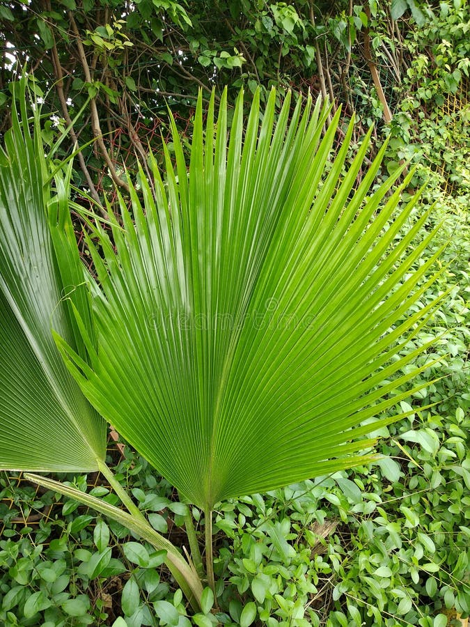 Licuala Grandis Or Ruffled Fan Palm Leaf, Large Tropical Foliage ...