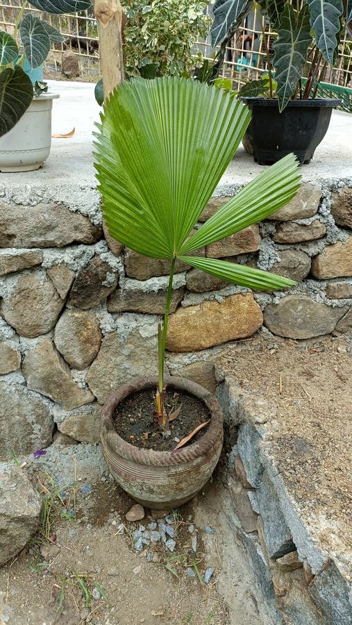 Licuala Grandis stock photo. Image of tree, leaf, grass - 265765196