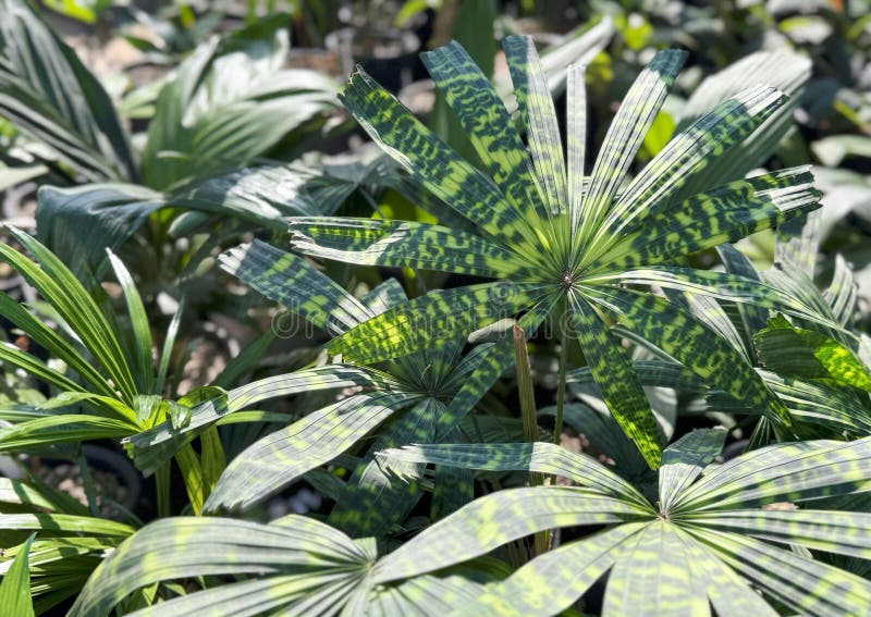 Licuala Mapu with Sunlight in the Garden Stock Photo - Image of licuala ...