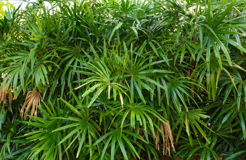 Licuala Paludosa Griff Tree Stock Photo - Image of outdoor, palm: 64001168