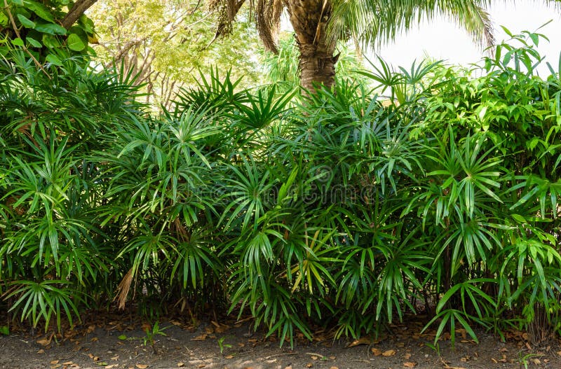 Licuala Paludosa Stock Photos - Free & Royalty-Free Stock Photos from ...