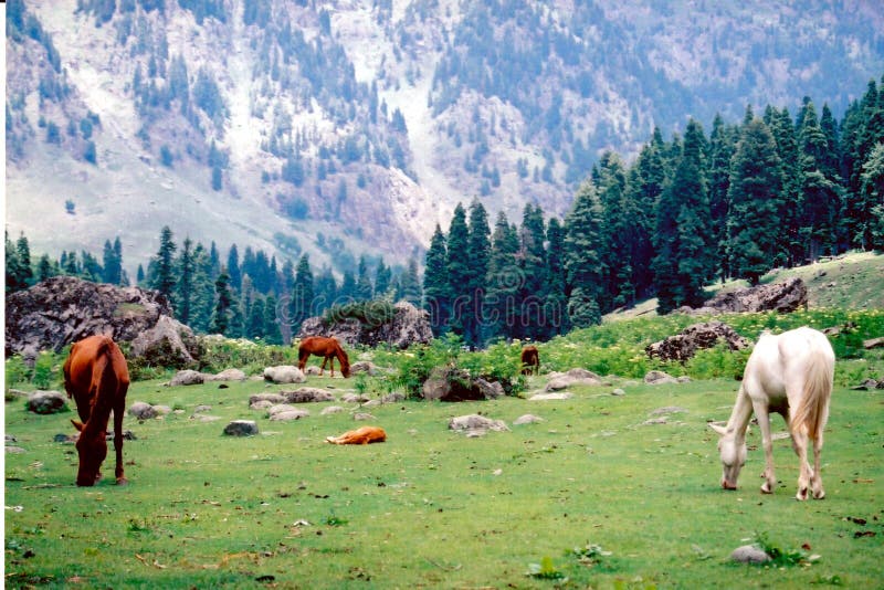 Lidder valley (2) stock image. Image of trip, landscape - 67669183