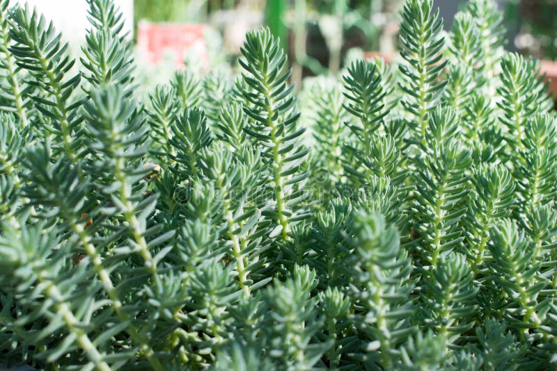 Lidium De Sedum De La Planta Foto de archivo - Imagen de crecimiento ...