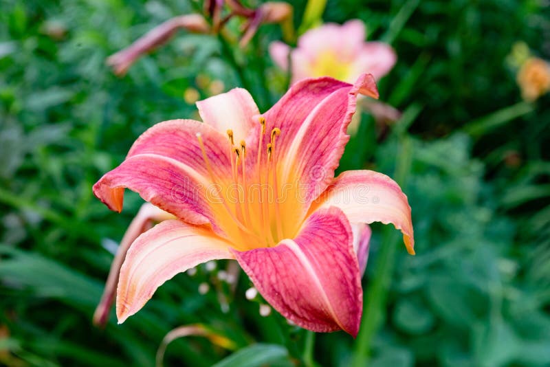 Lidium Flower Stock Photos - Free & Royalty-Free Stock Photos from ...